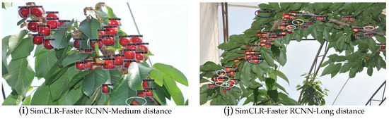 Ssmda Self Supervised Cherry Maturity Detection Algorithm Based On Multi Feature Contrastive