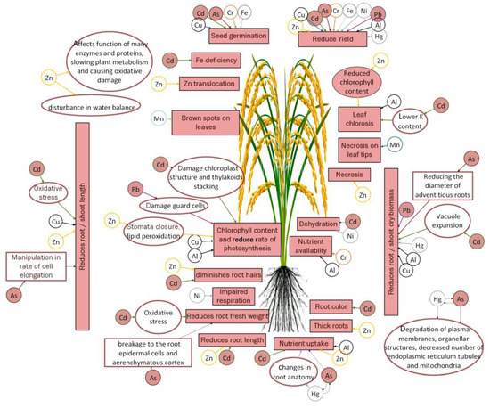 Recent Developments in Rice Molecular Breeding for Tolerance to Heavy ...