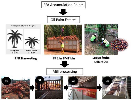 Free Fatty Acid Formation Points in Palm Oil Processing and the Impact on Oil Quality