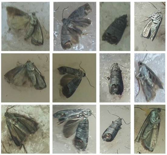 EfficientDet-4 Deep Neural Network-Based Remote Monitoring of Codling Moth Population for Early ...