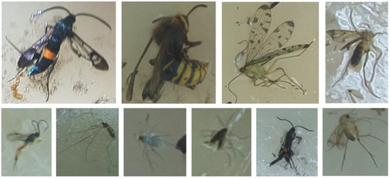 EfficientDet-4 Deep Neural Network-Based Remote Monitoring of Codling Moth Population for Early ...