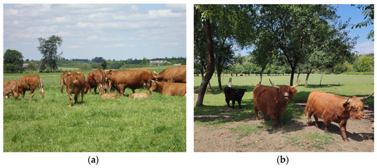 Challenges of Pasture Feeding Systems—Opportunities and Constraints