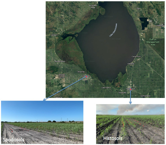 Field Incubation Studies on Nutrient Mineralization of Bagasse on ...