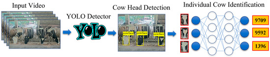 Facial Region Analysis for Individual Identification of Cows and ...