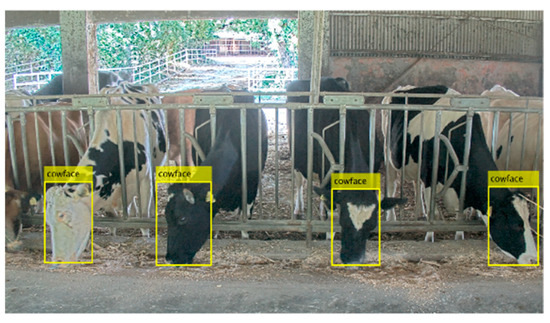 Facial Region Analysis for Individual Identification of Cows and ...