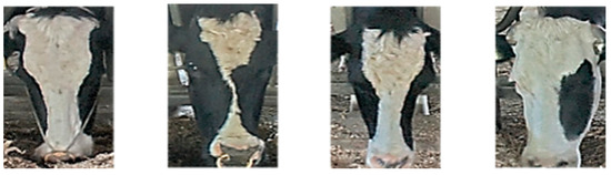 Facial Region Analysis for Individual Identification of Cows and ...