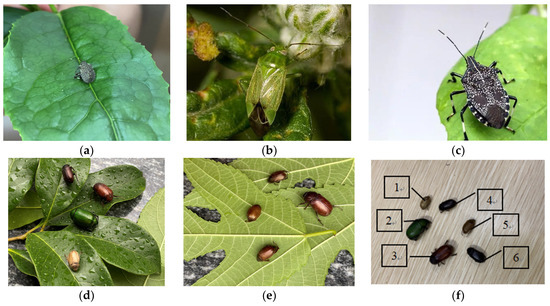 Tea Tree Pest Detection Algorithm Based On Improved Yolov7 Tiny
