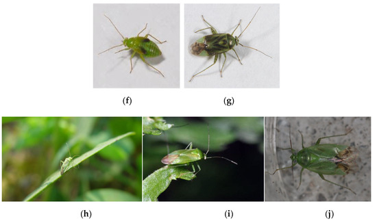 Tea Tree Pest Detection Algorithm Based On Improved Yolov7 Tiny