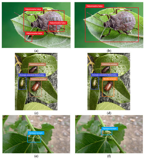 Tea Tree Pest Detection Algorithm Based on Improved Yolov7-Tiny