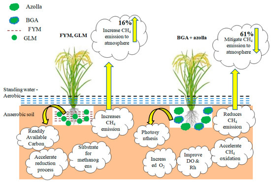 Mitigating Methane Emission from the Rice Ecosystem through Organic ...