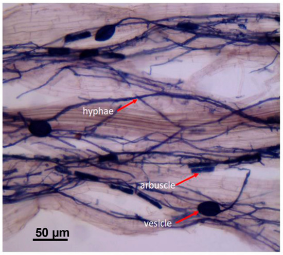Soil–Plant Interaction Mediated by Indigenous AMF in Grafted and Own ...