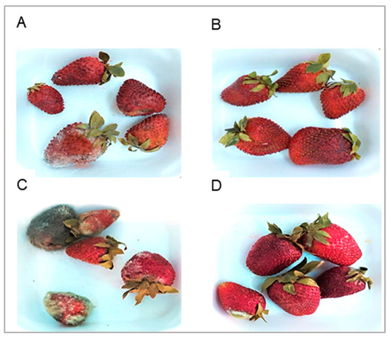 Carboxymethyl Cellulose from Banana Rachis: A Potential Edible Coating ...