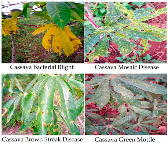 PDD-Net: Plant Disease Diagnoses Using Multilevel and Multiscale ...