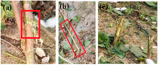 V-Shaped Toothed Roller Cotton Stalk Puller: Numerical Modeling and ...
