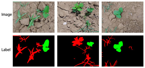 Agriculture | Free Full-Text | MSFCA-Net: A Multi-Scale Feature Convolutional Attention Network ...