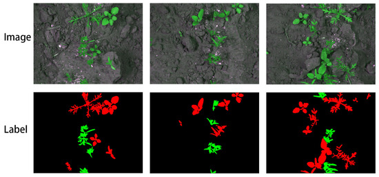 Agriculture | Free Full-Text | MSFCA-Net: A Multi-Scale Feature ...