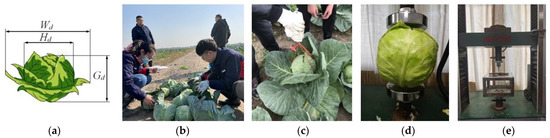 Design and Experiment of a Low-Loss Harvesting Test Platform for Cabbage