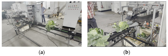 Design and Experiment of a Low-Loss Harvesting Test Platform for Cabbage