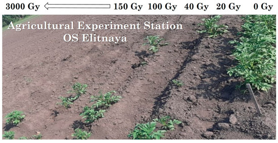 Electron Beam Irradiation to Control Rhizoctonia solani in Potato