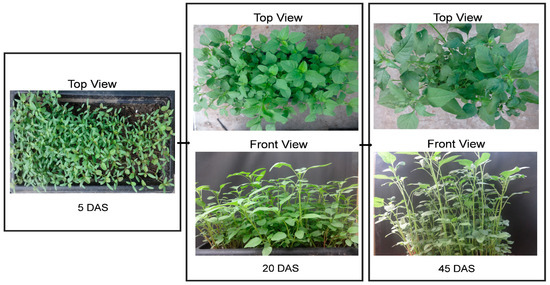 M2F-Net: A Deep Learning-Based Multimodal Classification with High-Throughput Phenotyping for ...