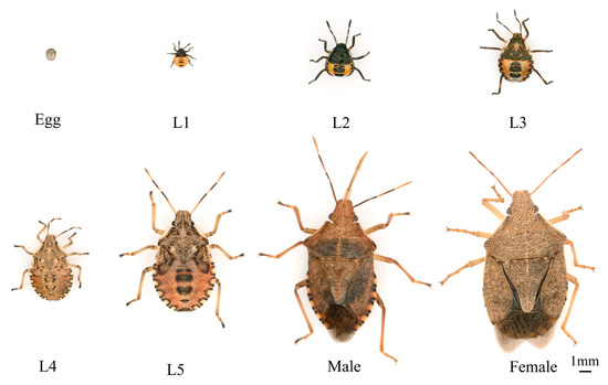 Two-Sex Life Table Analysis of the Predator Arma chinensis (Hemiptera ...