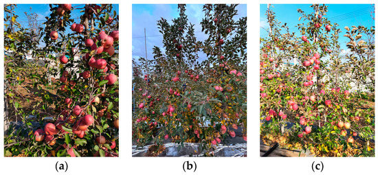 Improved Apple Fruit Target Recognition Method Based on YOLOv7 Model