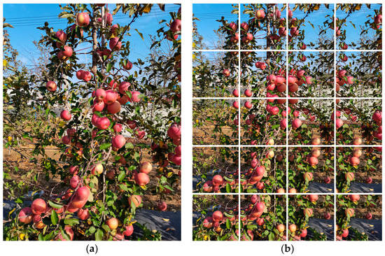 Improved Apple Fruit Target Recognition Method Based on YOLOv7 Model