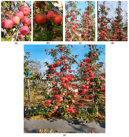 Improved Apple Fruit Target Recognition Method Based on YOLOv7 Model