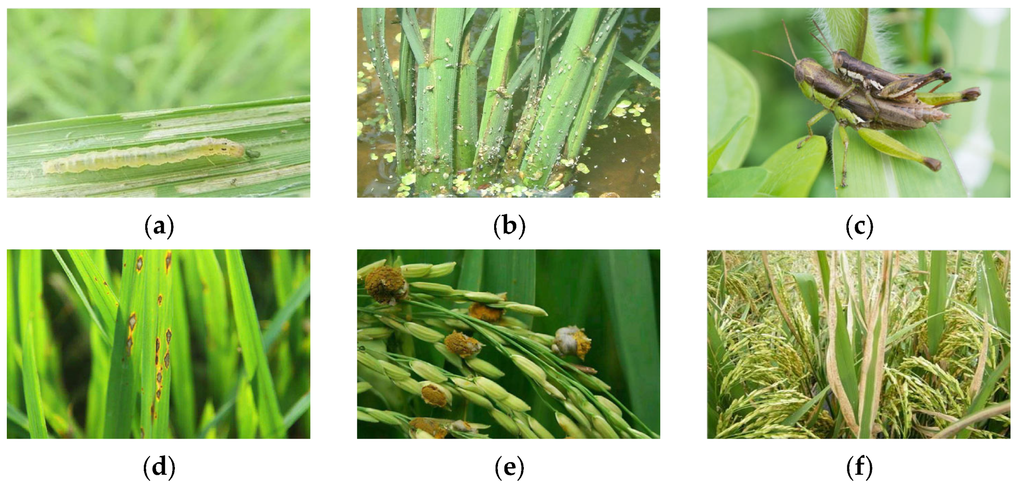 MobileNet-CA-YOLO: An Improved YOLOv7 Based on the MobileNetV3 and ...