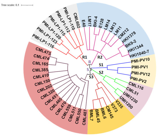 Agriculture | Free Full-Text | Molecular Characterization and Haplotype Analysis of Low Phytic ...
