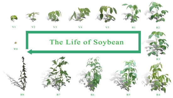 Soybean-MVS: Annotated Three-Dimensional Model Dataset of Whole Growth ...