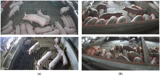 IO-YOLOv5: Improved Pig Detection under Various Illuminations and Heavy Occlusion