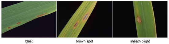 Disease Detection and Identification of Rice Leaf Based on Improved ...