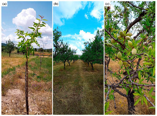 Reviewing the Adverse Climate Change Impacts and Adaptation Measures on ...