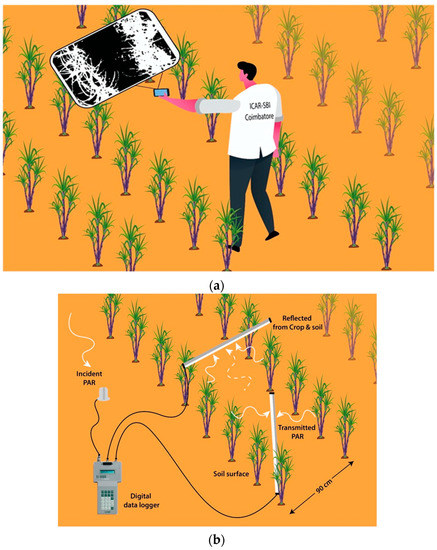 Agriculture | Free Full-Text | Rapid and Non-Destructive Methodology ...