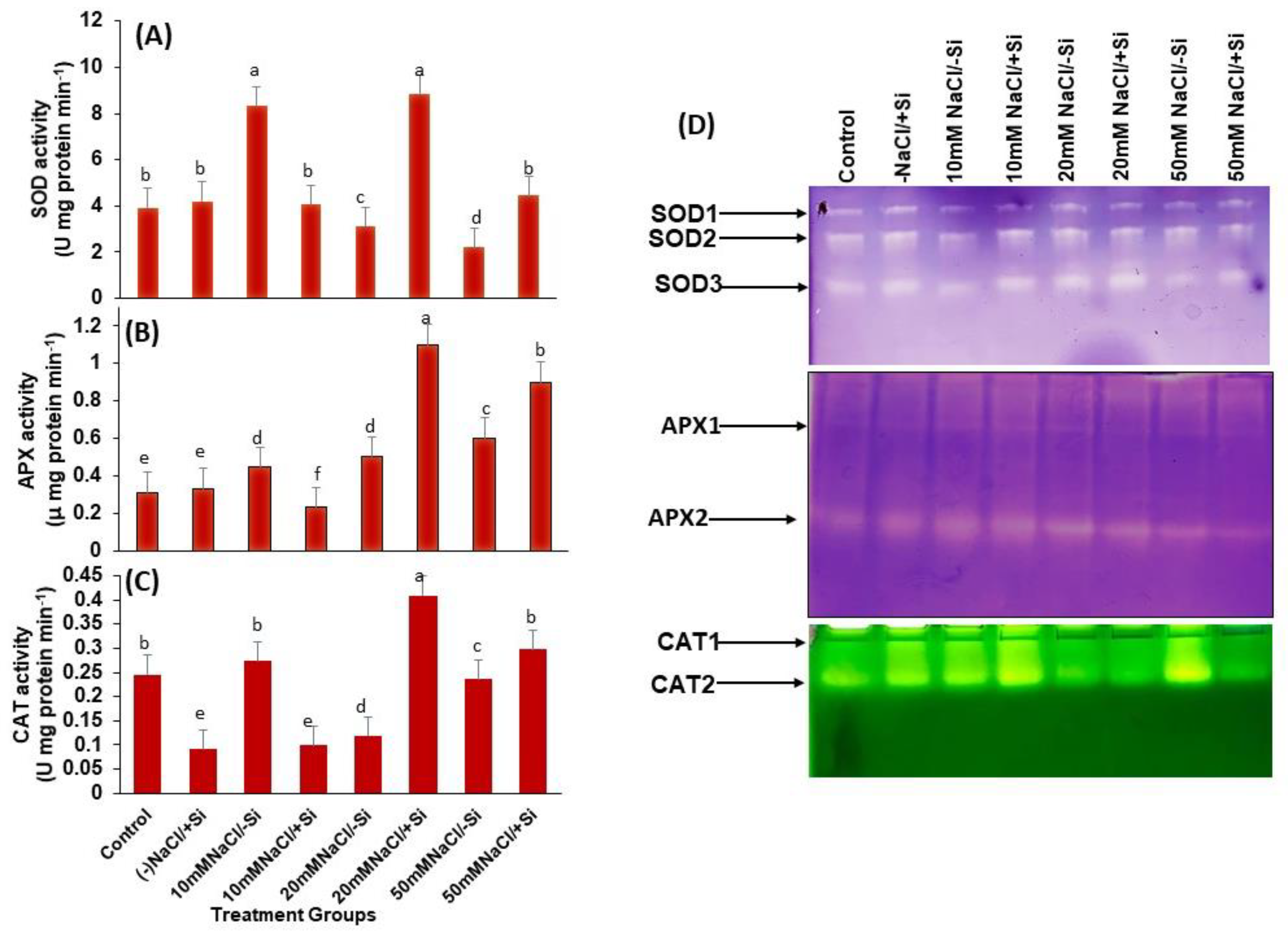 Physiological and Molecular Analysis Revealed the Role of Silicon in ...