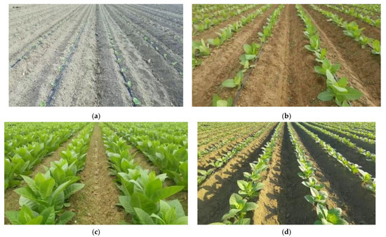 Navigation Line Extraction Method for Broad-Leaved Plants in the Multi ...