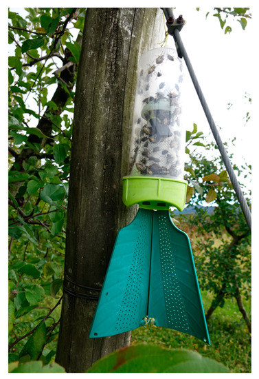 Seasonal Dynamics of the Brown Marmorated Stink Bug, Halyomorpha halys ...