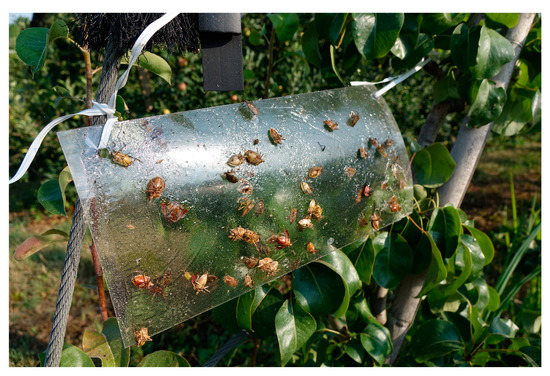 Seasonal Dynamics of the Brown Marmorated Stink Bug, Halyomorpha halys ...