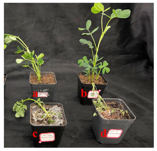 Spectral Detection of Peanut Southern Blight Severity Based on ...