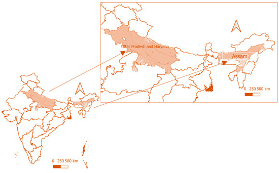 Classification and Detection of Rice Diseases Using a 3-Stage CNN ...