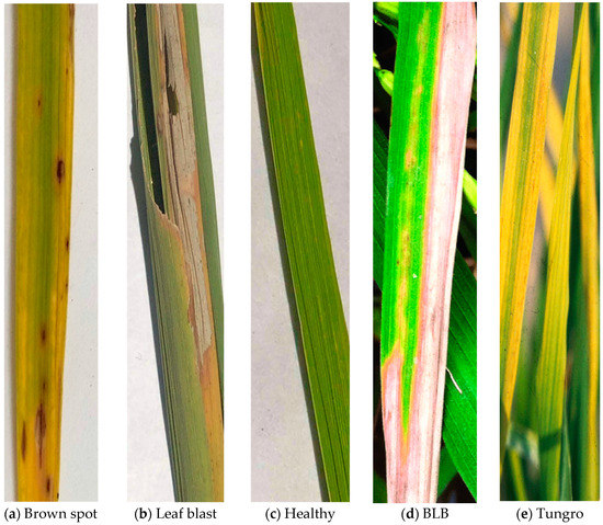 Classification and Detection of Rice Diseases Using a 3-Stage CNN ...