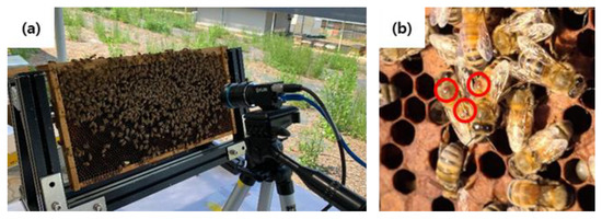 Identifying an Image-Processing Method for Detection of Bee Mite in ...