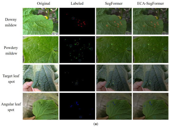 Semantic Segmentation of Cucumber Leaf Disease Spots Based on ECA-SegFormer