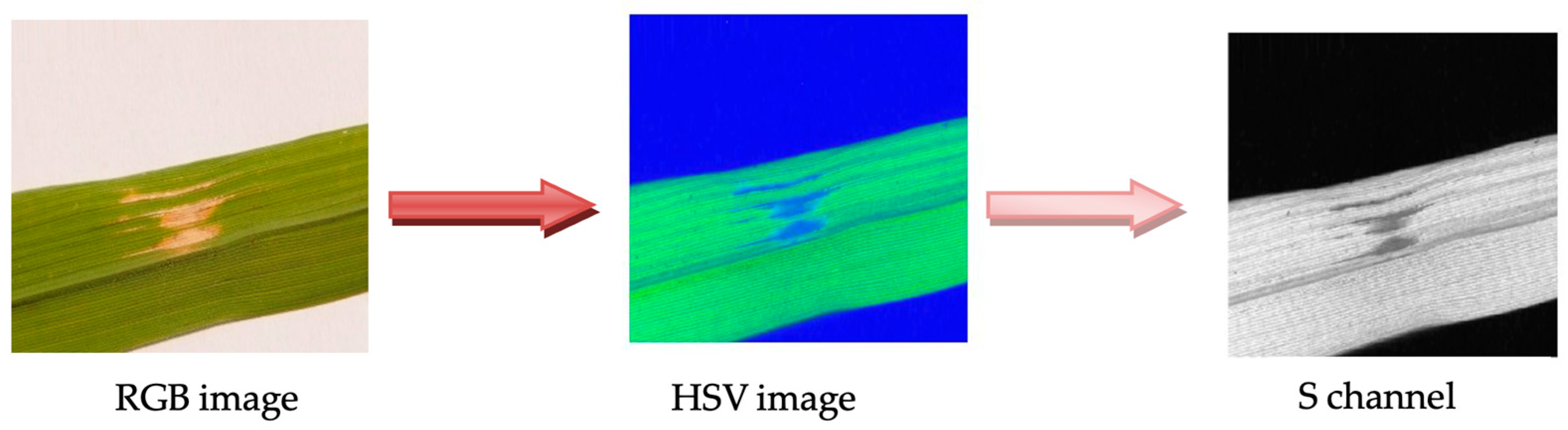 Enhancing Rice Crop Management: Disease Classification Using ...