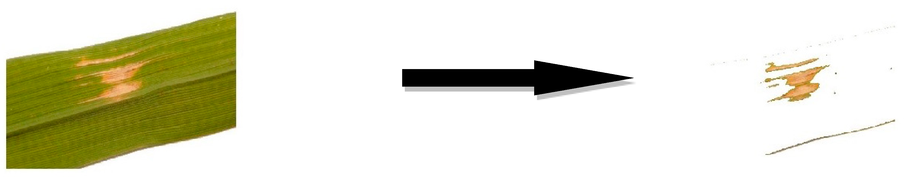 Enhancing Rice Crop Management: Disease Classification Using ...