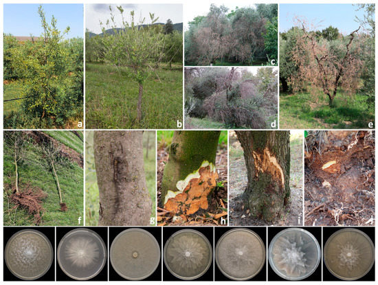 Diversity and Pathogenicity of Botryosphaeriaceae and Phytophthora ...