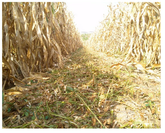 Design and Test of a Low-Loss Soybean Header Based on Synchronous Profiling