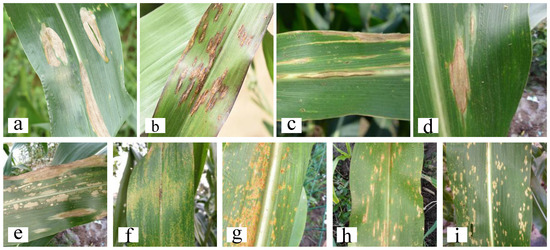 VGNet: A Lightweight Intelligent Learning Method for Corn Diseases ...