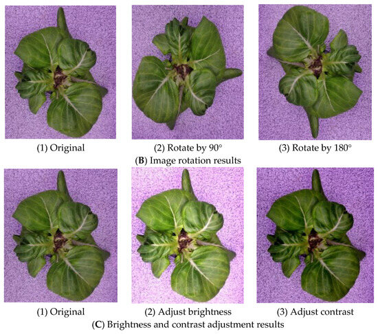 Lettuce Plant Trace-Element-Deficiency Symptom Identification via ...